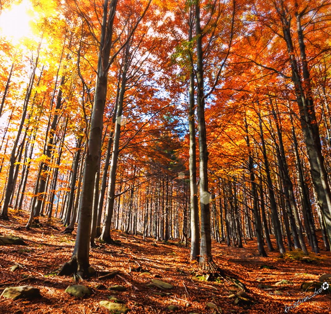 Fall Foliage in Emilia-Romagna